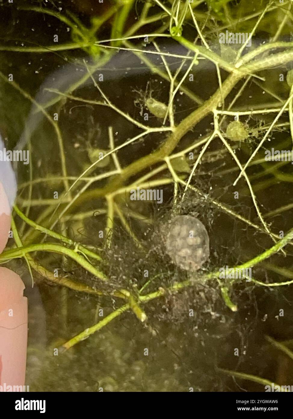 Pond Snails, Bladder Snails, and Allies (Lymnaeoidea Stock Photo - Alamy