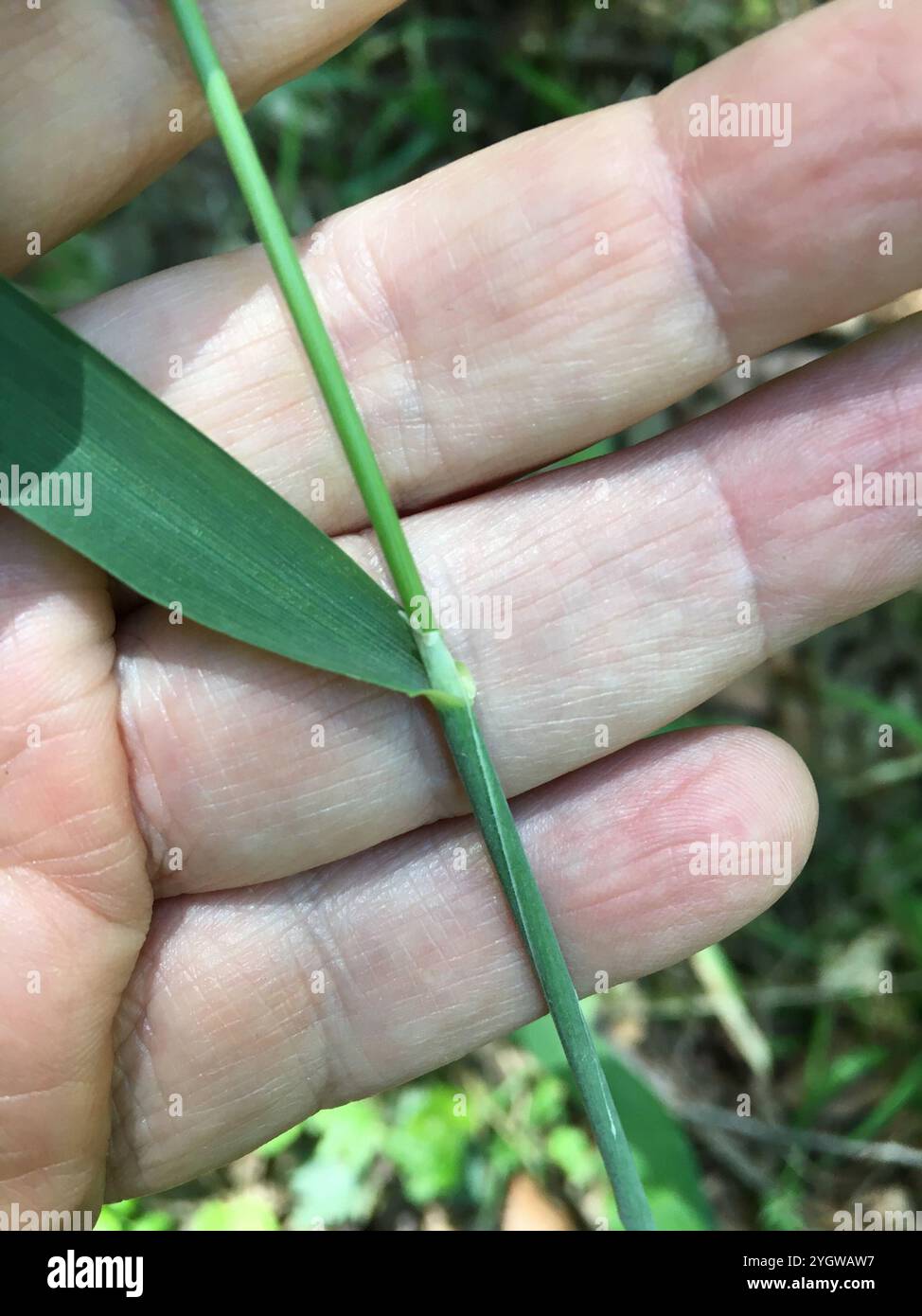 Wood Millet (Milium effusum Stock Photo - Alamy