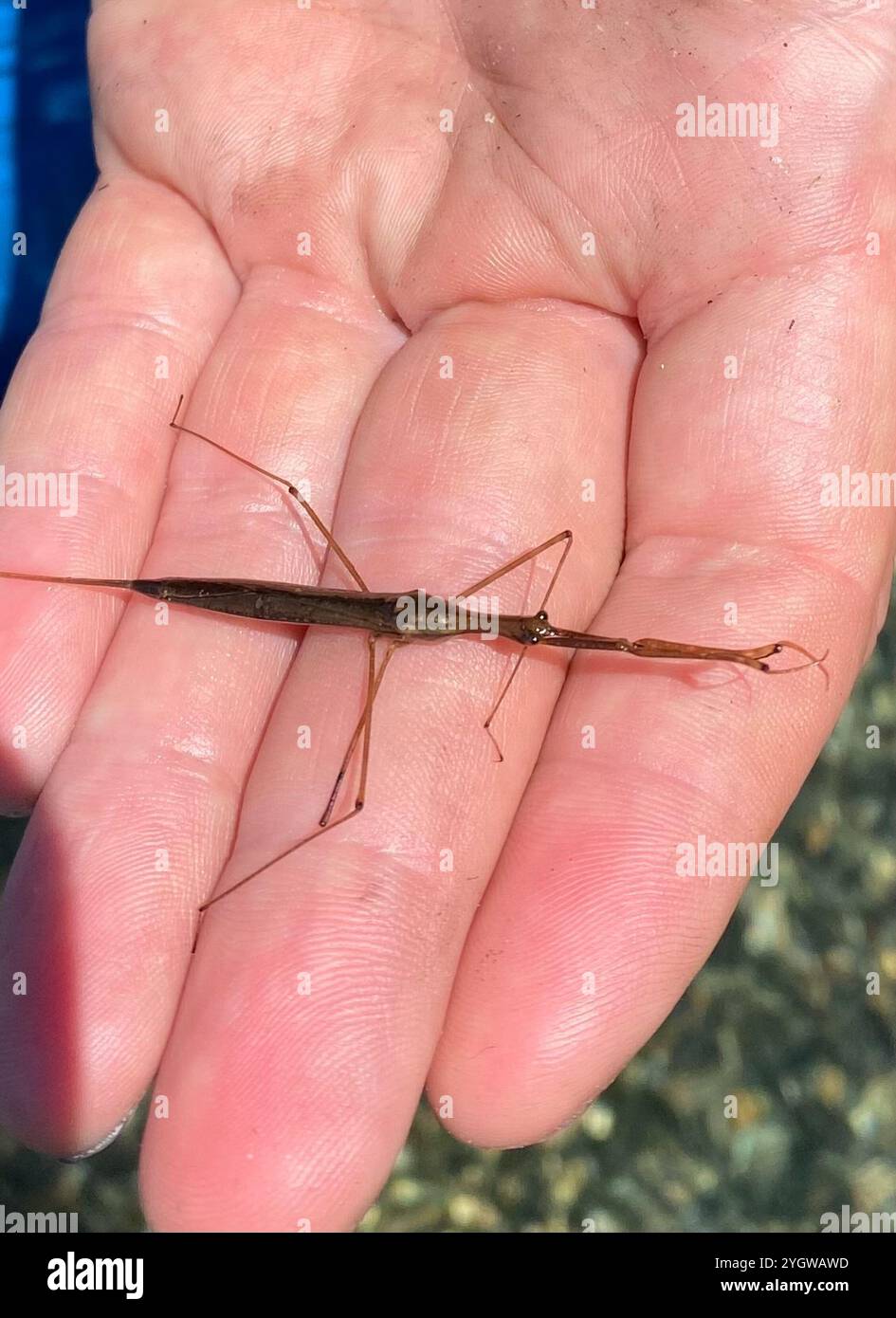 Brown Waterscorpion (Ranatra fusca Stock Photo - Alamy