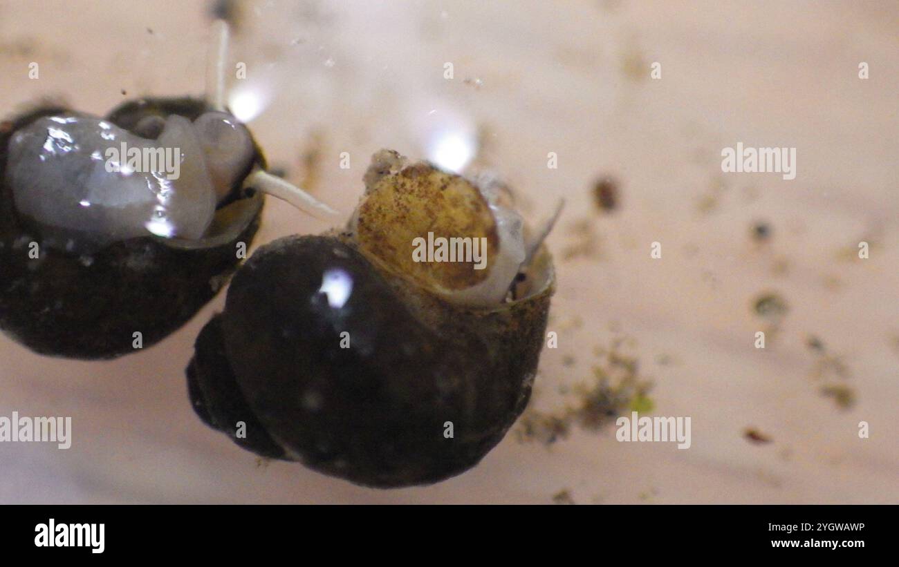 Hydrobiid Mud Snails (Hydrobiidae Stock Photo - Alamy
