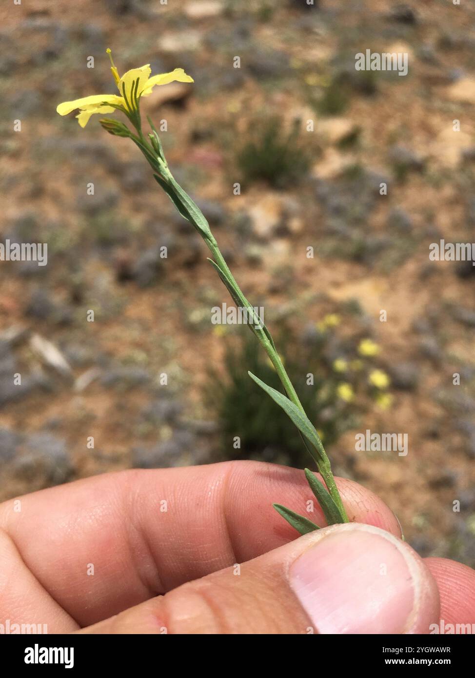 rough menodora (Menodora scabra Stock Photo - Alamy