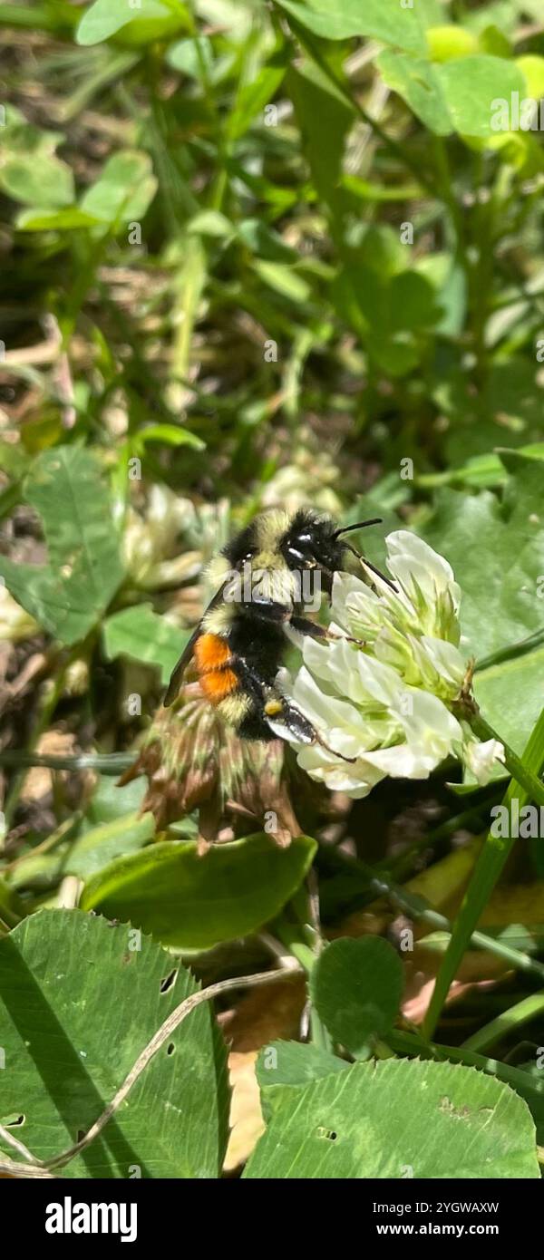 Tricolored Bumble Bee (Bombus ternarius Stock Photo - Alamy