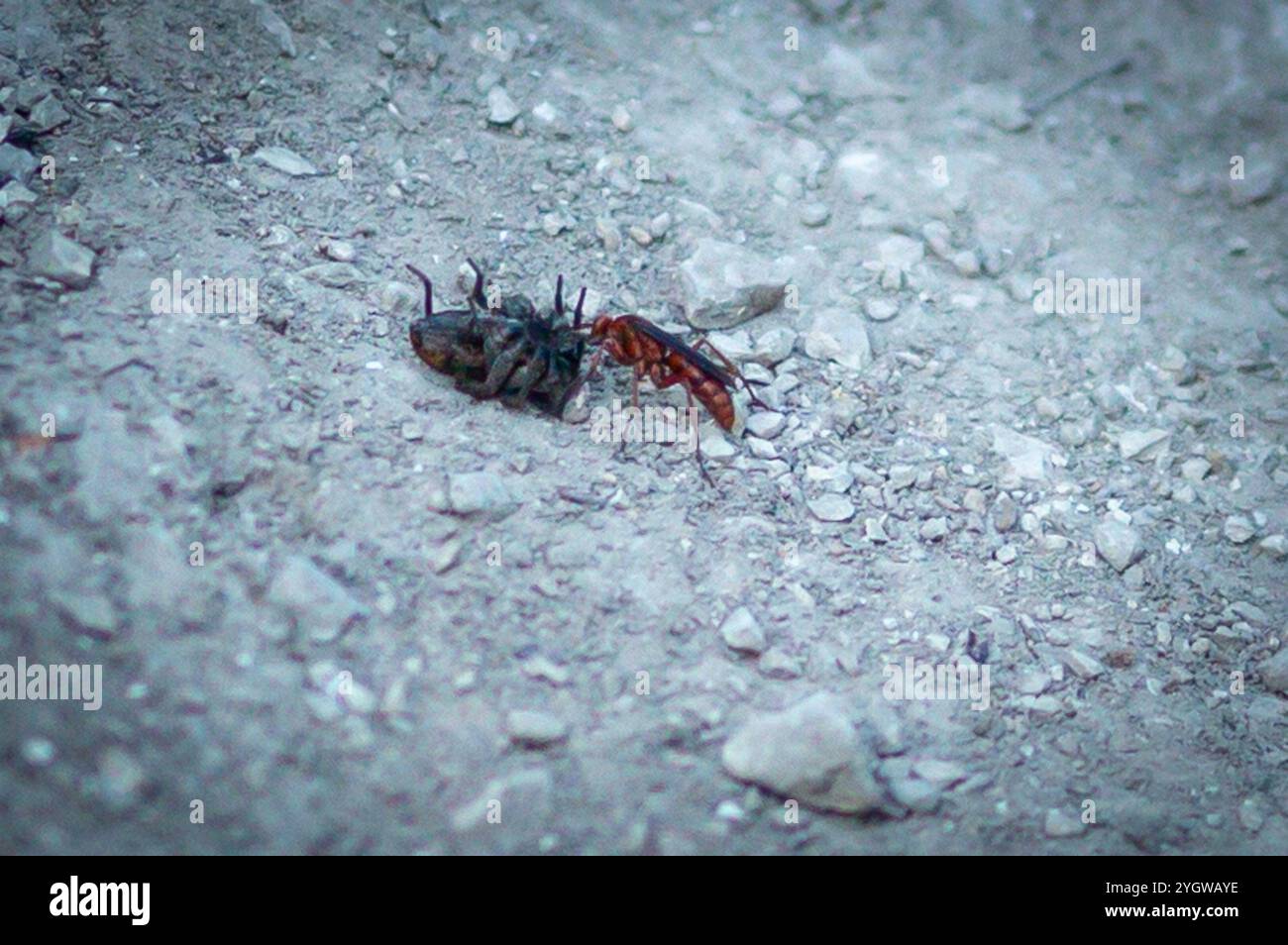 Spider Wasps (Pompilidae Stock Photo - Alamy