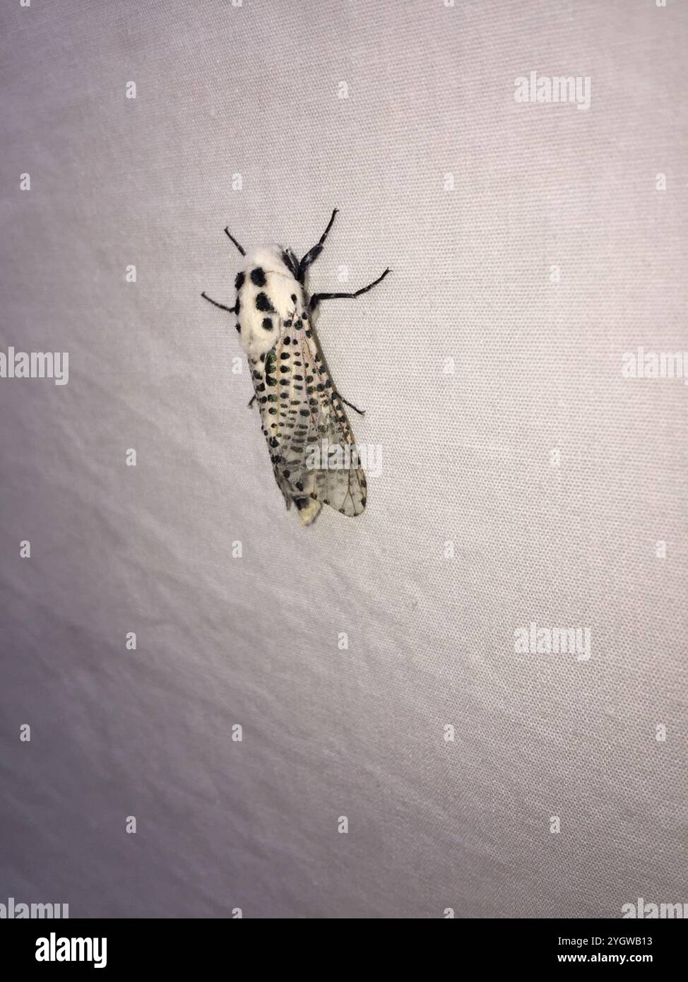 Wood Leopard Moth (Zeuzera pyrina Stock Photo - Alamy