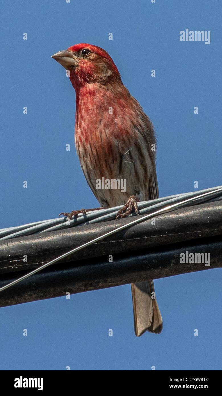 House Finch (Haemorhous mexicanus Stock Photo - Alamy
