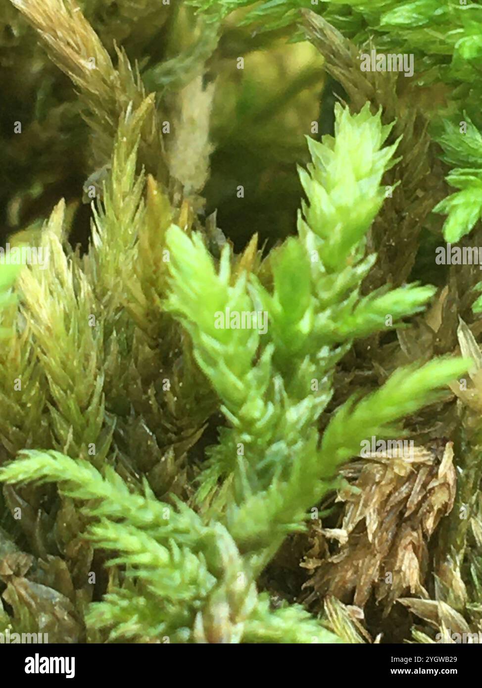 American Tree Moss (Climacium americanum Stock Photo - Alamy