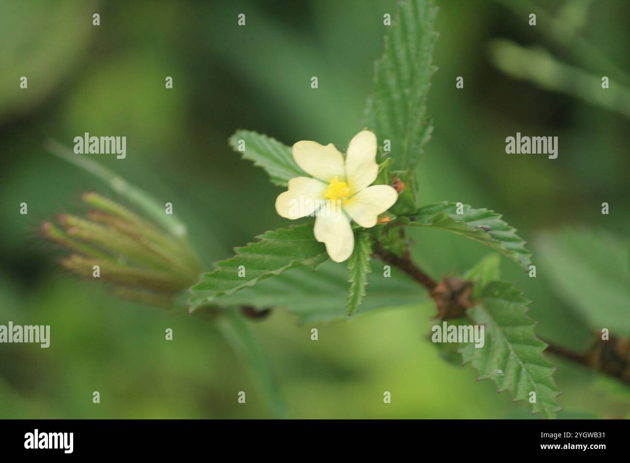 three-lobe false mallow (Malvastrum coromandelianum Stock Photo - Alamy