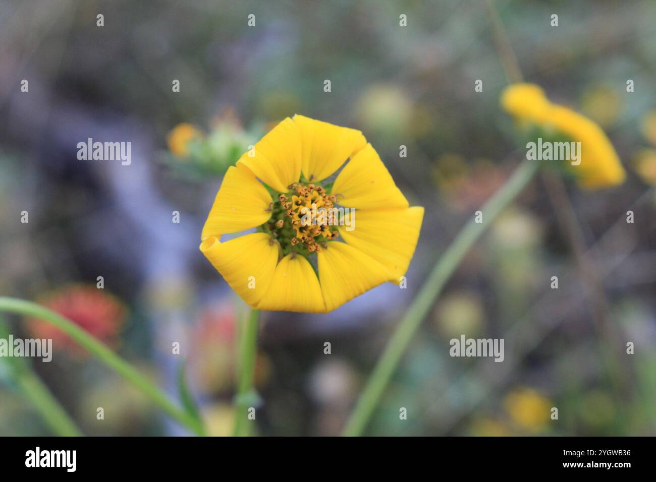 Engelmann daisy (Engelmannia peristenia Stock Photo - Alamy