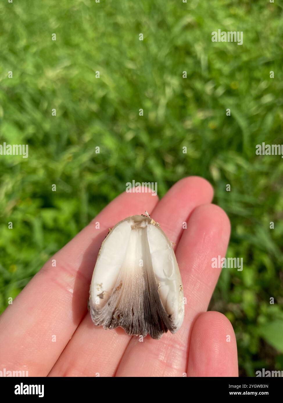 scaly ink cap (Coprinopsis variegata Stock Photo - Alamy