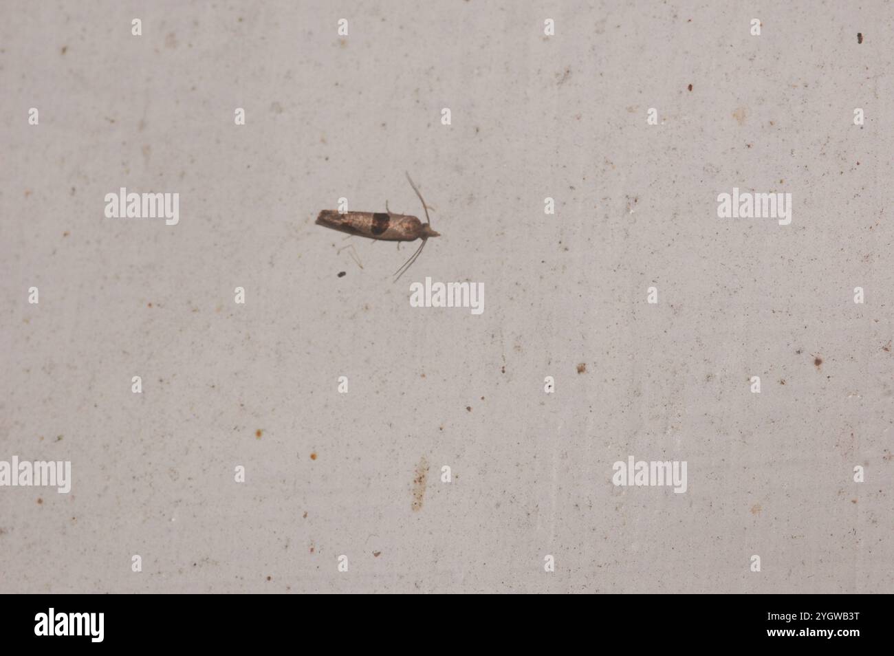 Tortricid Leafroller Moths (Tortricidae Stock Photo - Alamy