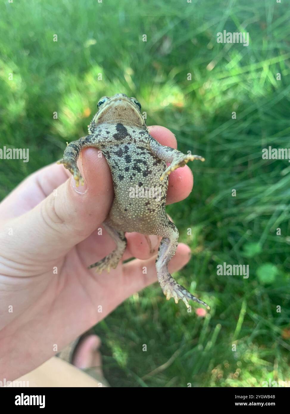 American Toad (Anaxyrus americanus Stock Photo - Alamy