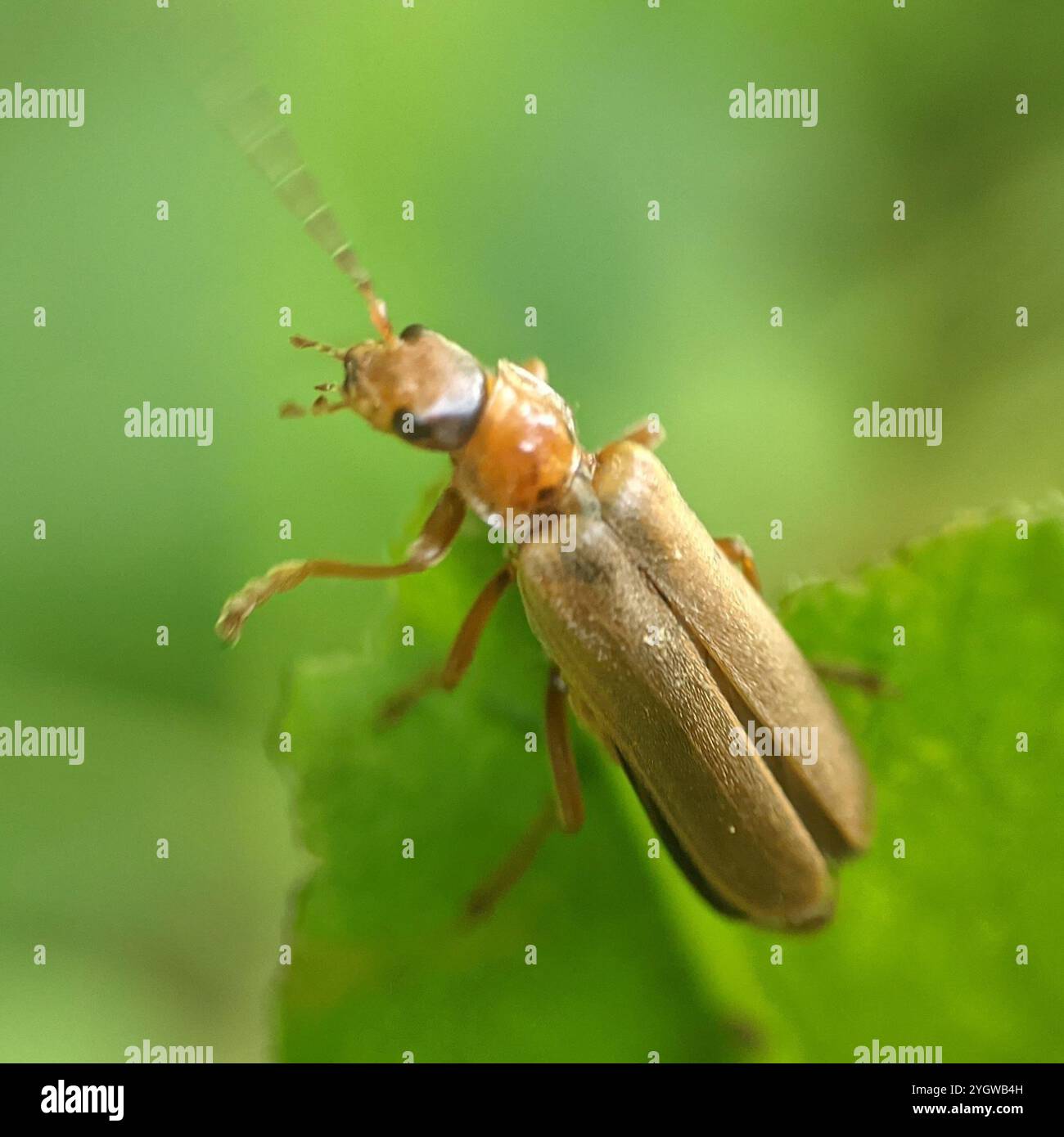 Red Soldier Beetle (Cantharis rufa Stock Photo - Alamy