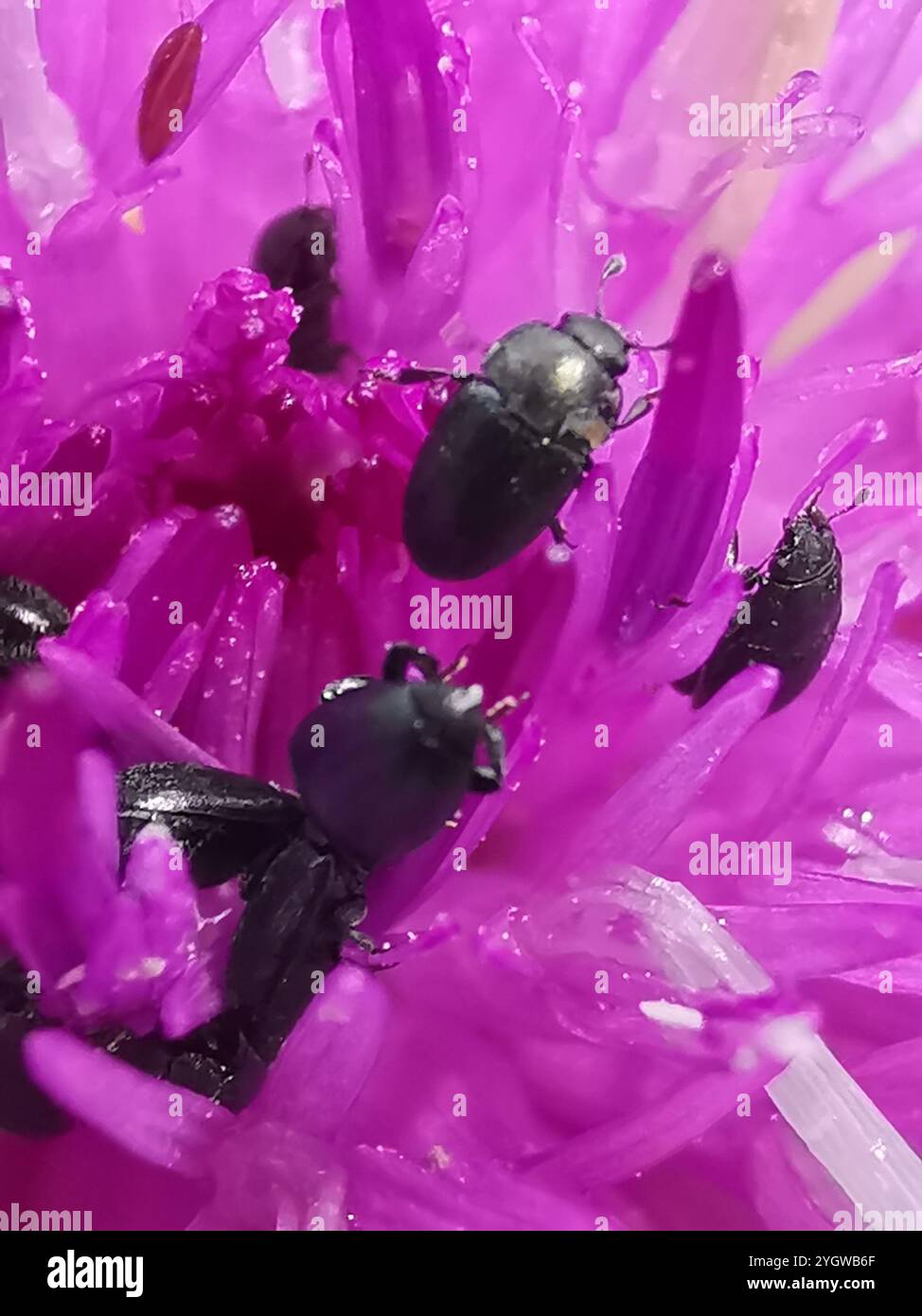 Common Pollen Beetle (Brassicogethes aeneus Stock Photo - Alamy