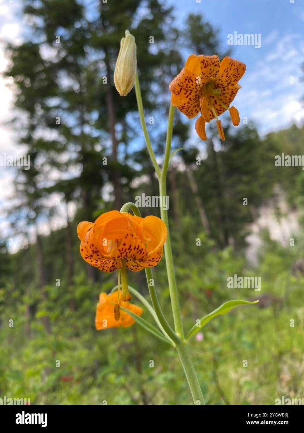Columbia lily (Lilium columbianum Stock Photo - Alamy