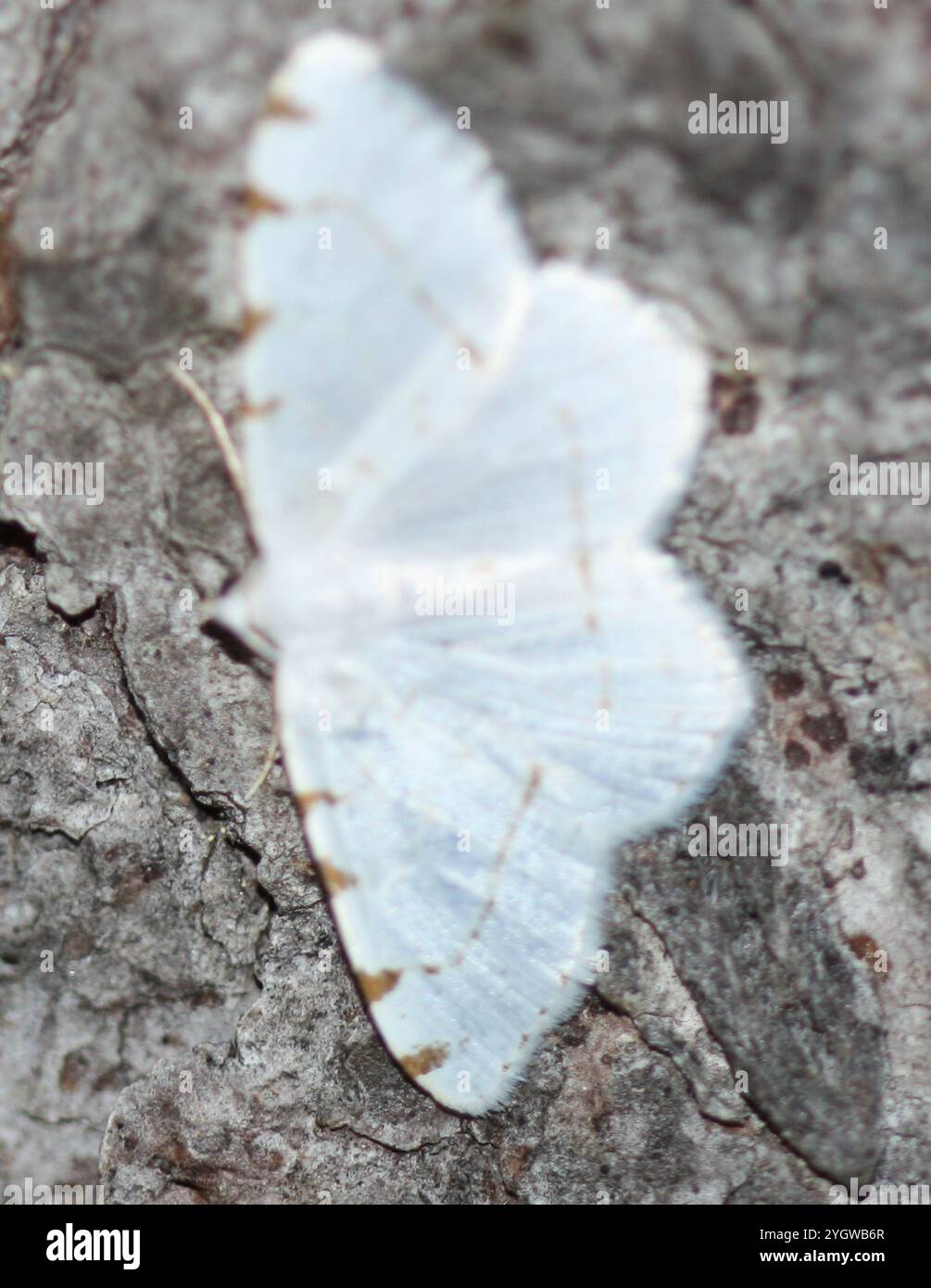 Lesser Maple Spanworm Moth (Macaria pustularia Stock Photo - Alamy