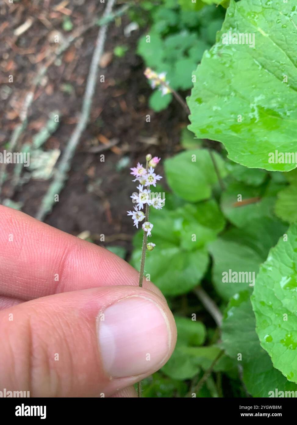 Three-toothed Mitrewort (Ozomelis trifida Stock Photo - Alamy