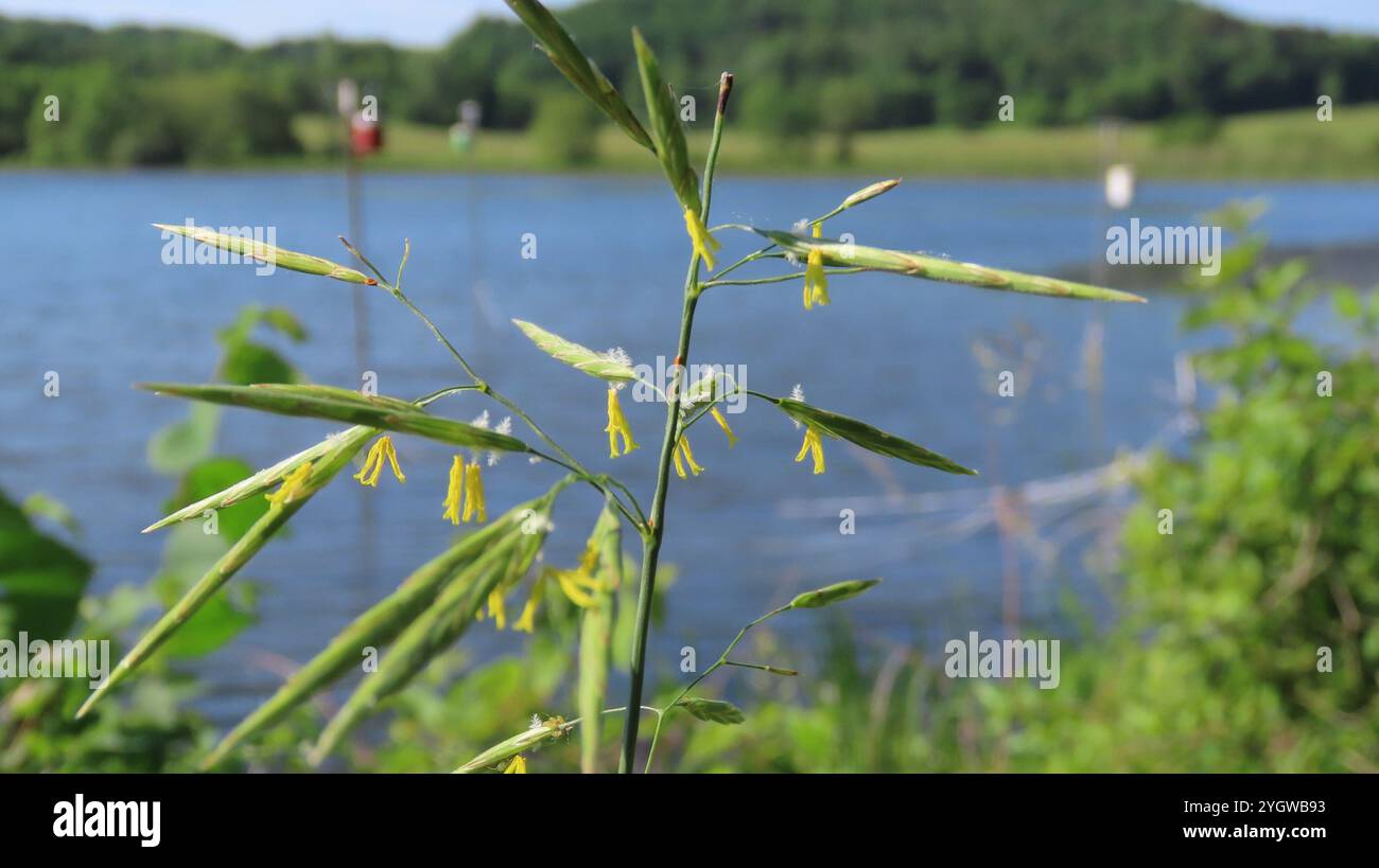 Smooth Brome (Bromus inermis Stock Photo - Alamy