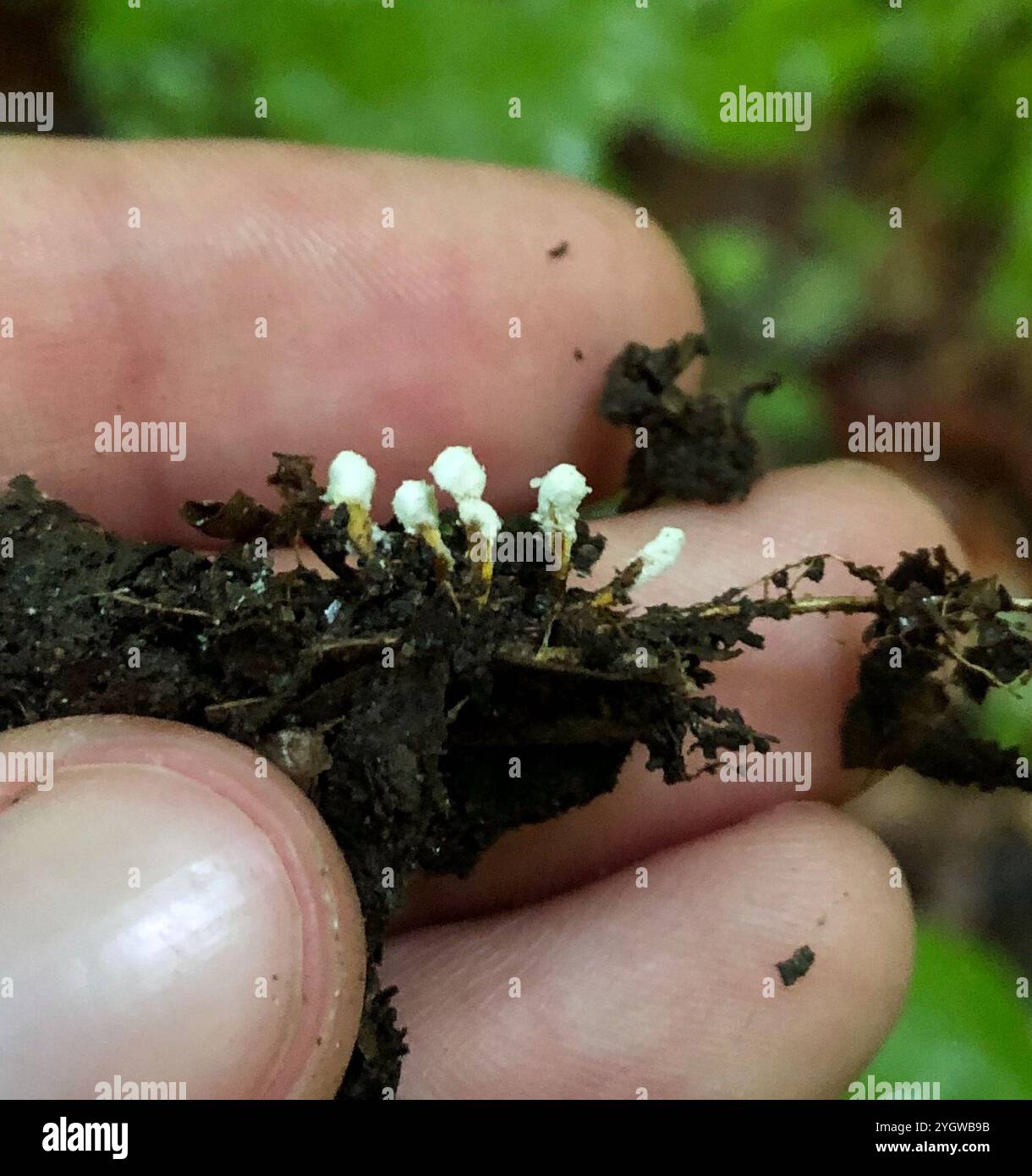 Poronia hi-res stock photography and images - Alamy