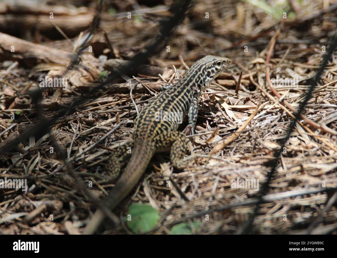 Common Checkered Whiptail (Aspidoscelis tesselatus Stock Photo - Alamy