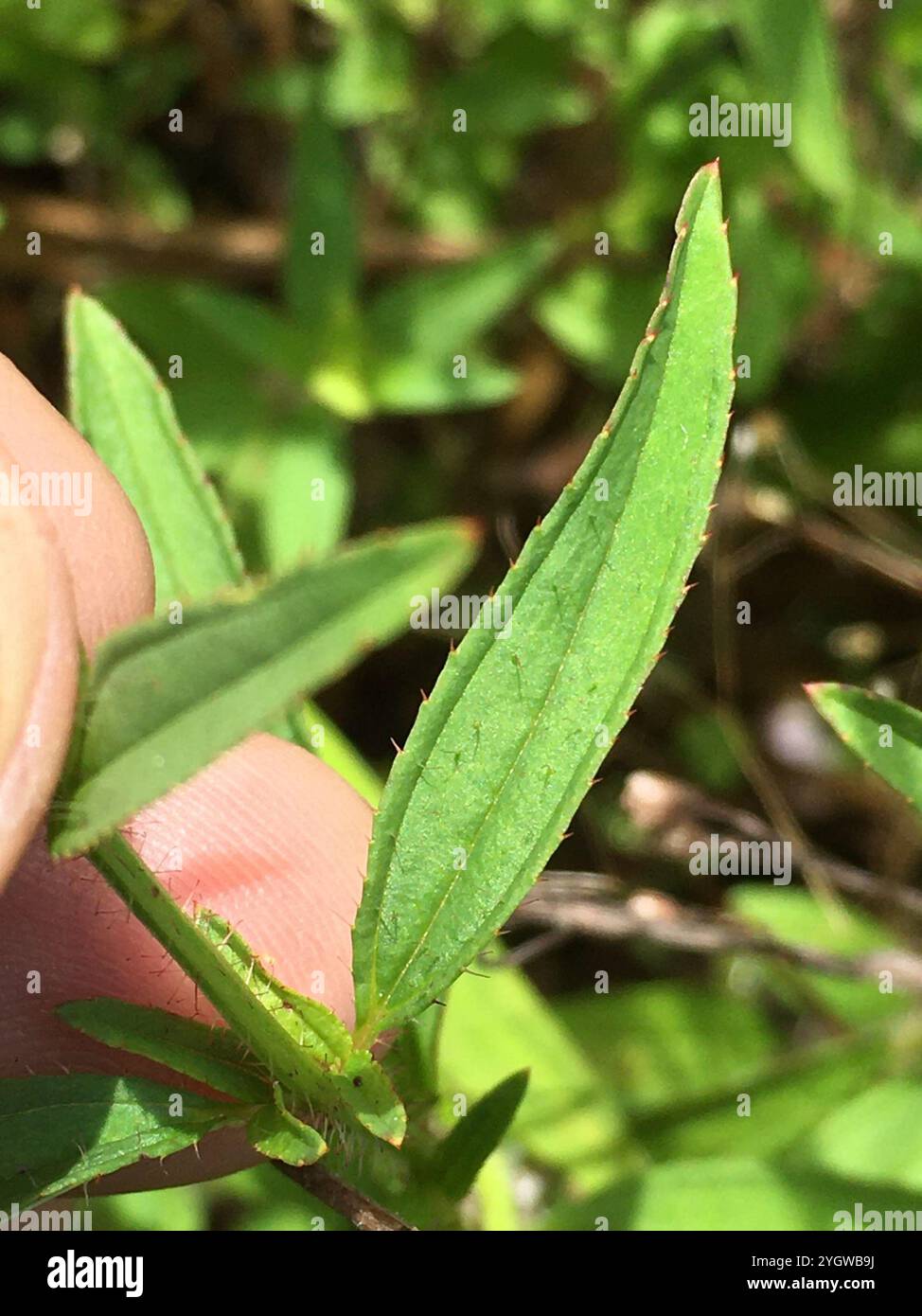 Maryland meadowbeauty (Rhexia mariana Stock Photo - Alamy