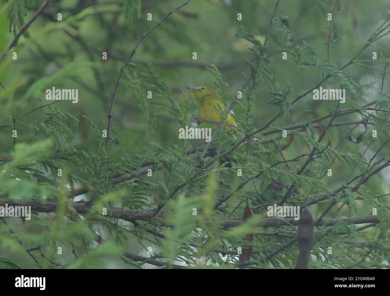 Common Iora (Aegithina tiphia Stock Photo - Alamy