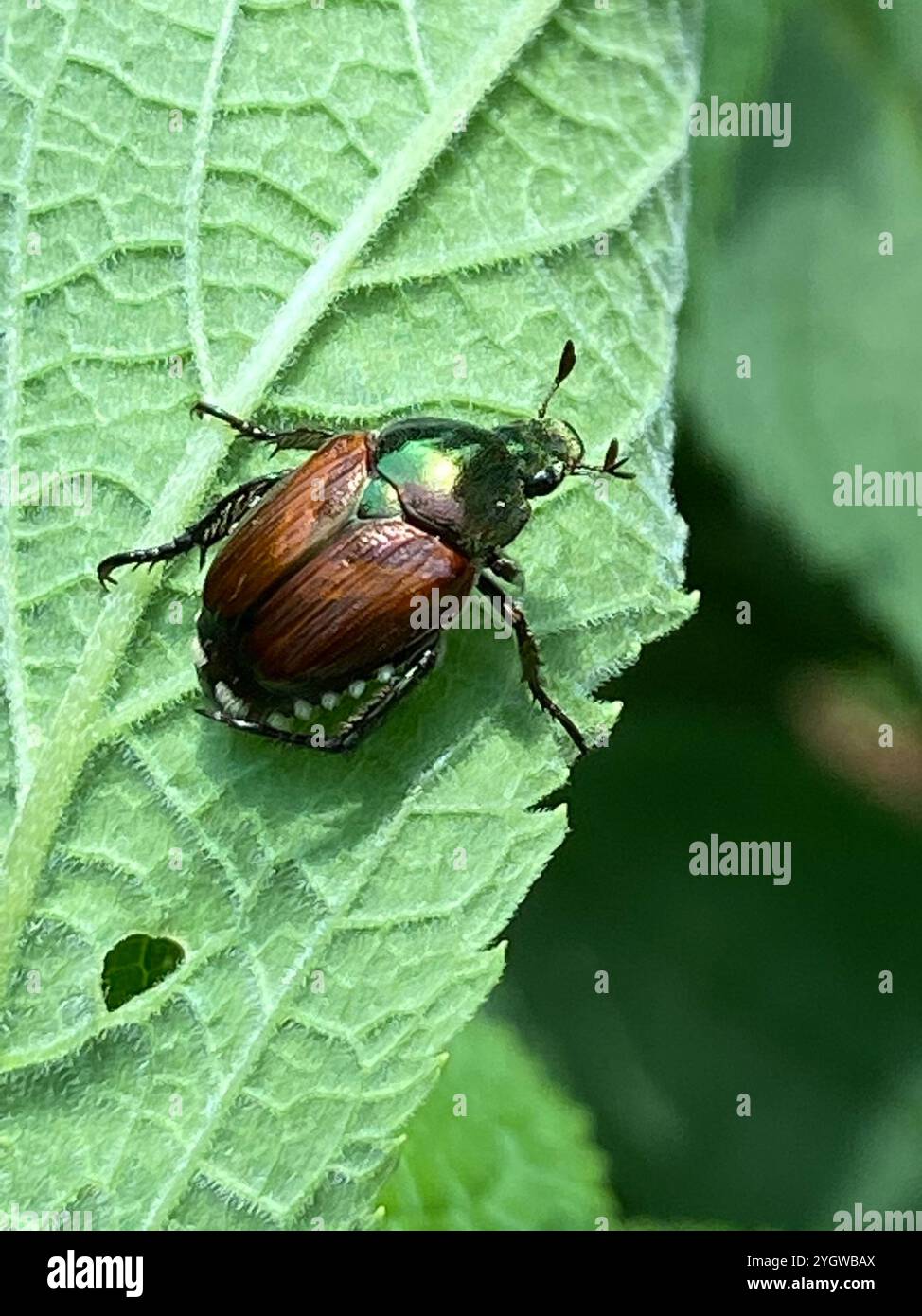 Japanese Beetle (Popillia japonica Stock Photo - Alamy