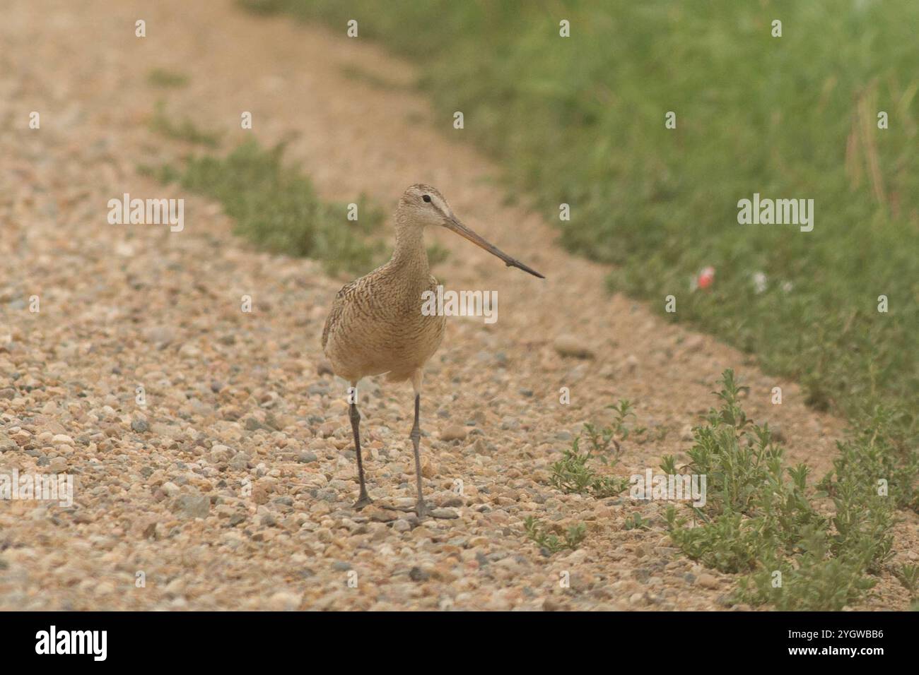 Marbled Godwit (Limosa fedoa Stock Photo - Alamy