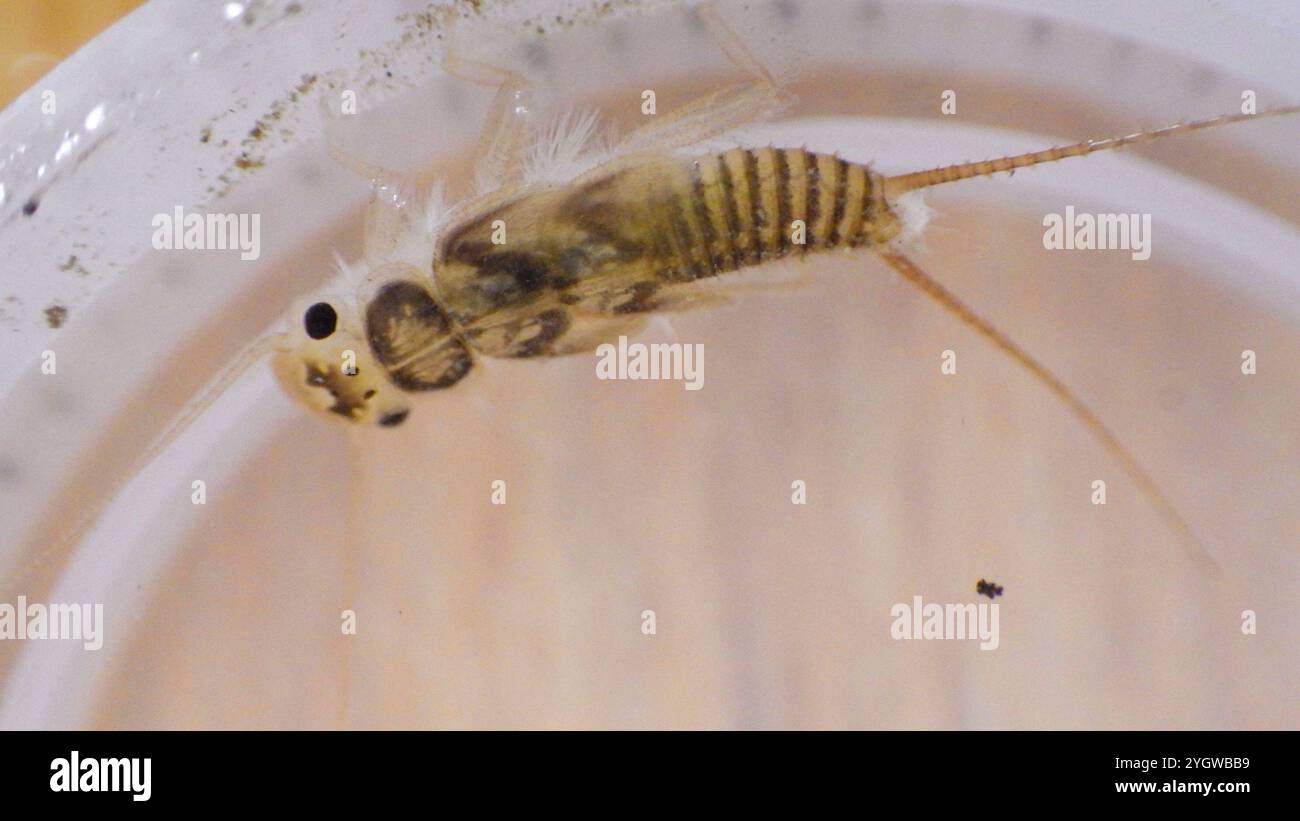 Common Stoneflies (Perlidae Stock Photo - Alamy