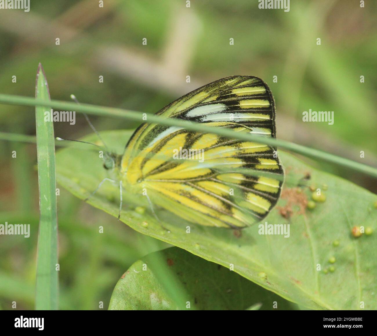 Cepora nerissa hi-res stock photography and images - Alamy