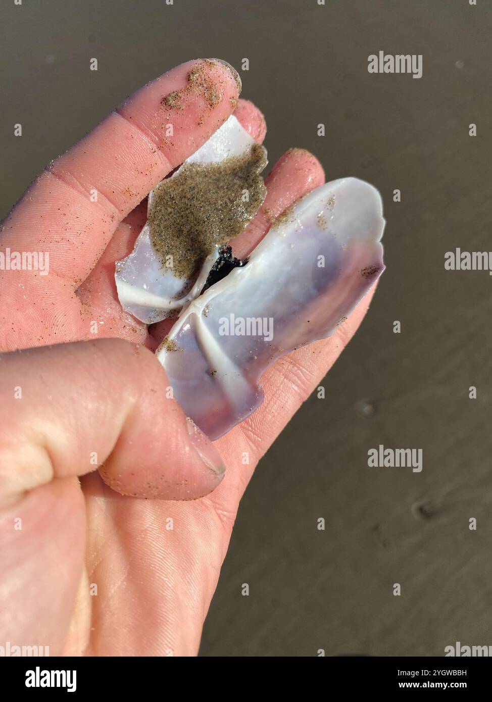 Pacific Razor Clam (Siliqua patula Stock Photo - Alamy