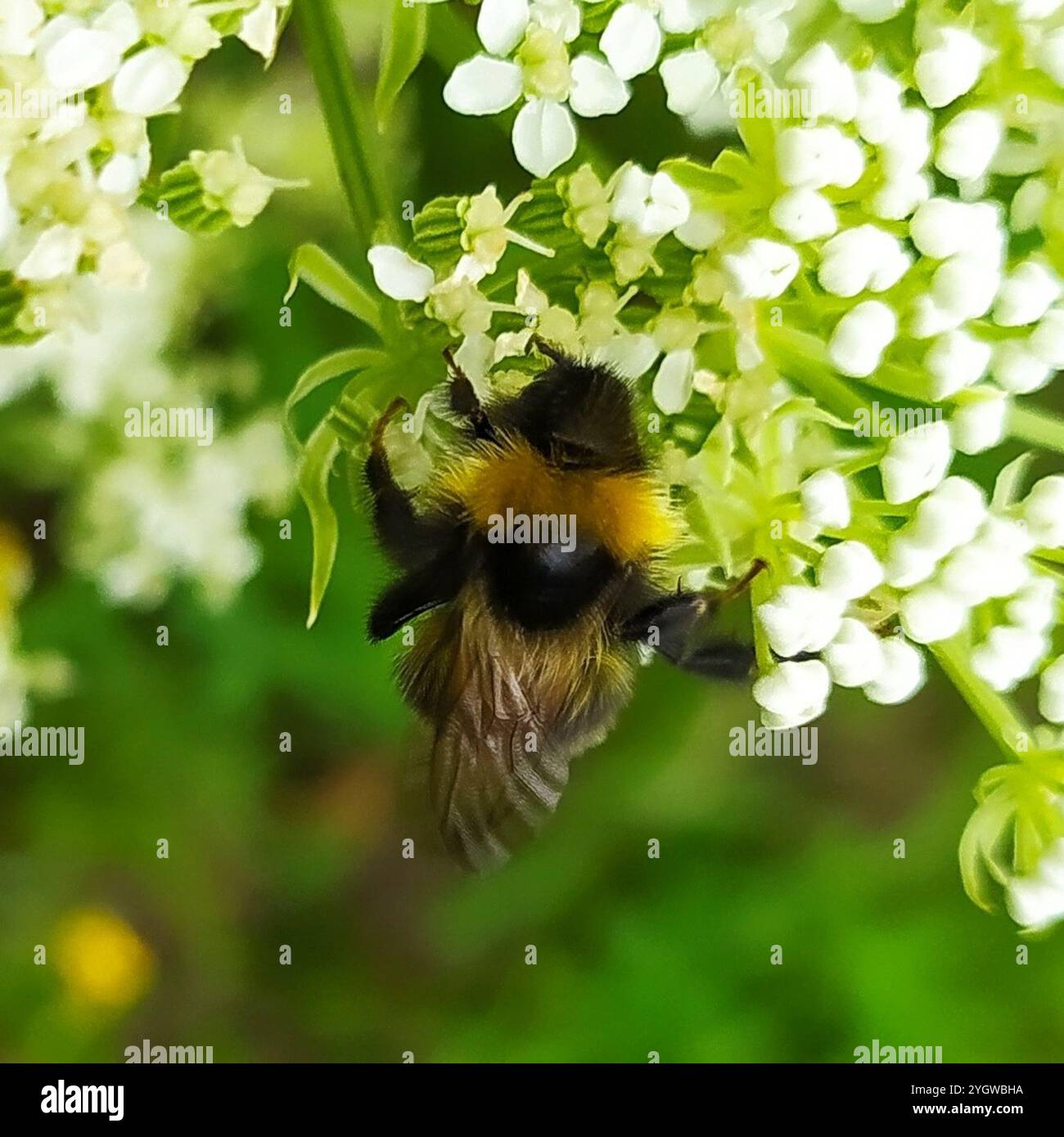 Bombus bohemicus hi-res stock photography and images - Alamy