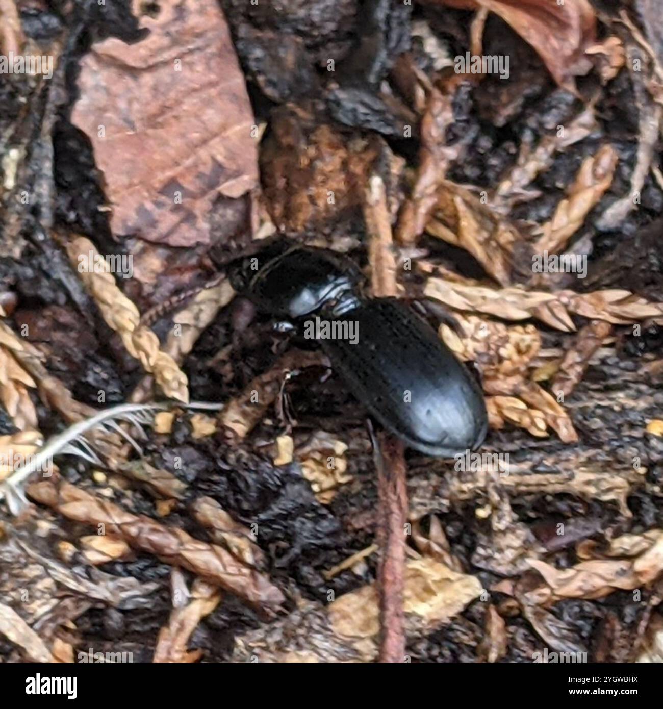 Big-headed Ground Beetle (Scarites subterraneus Stock Photo - Alamy