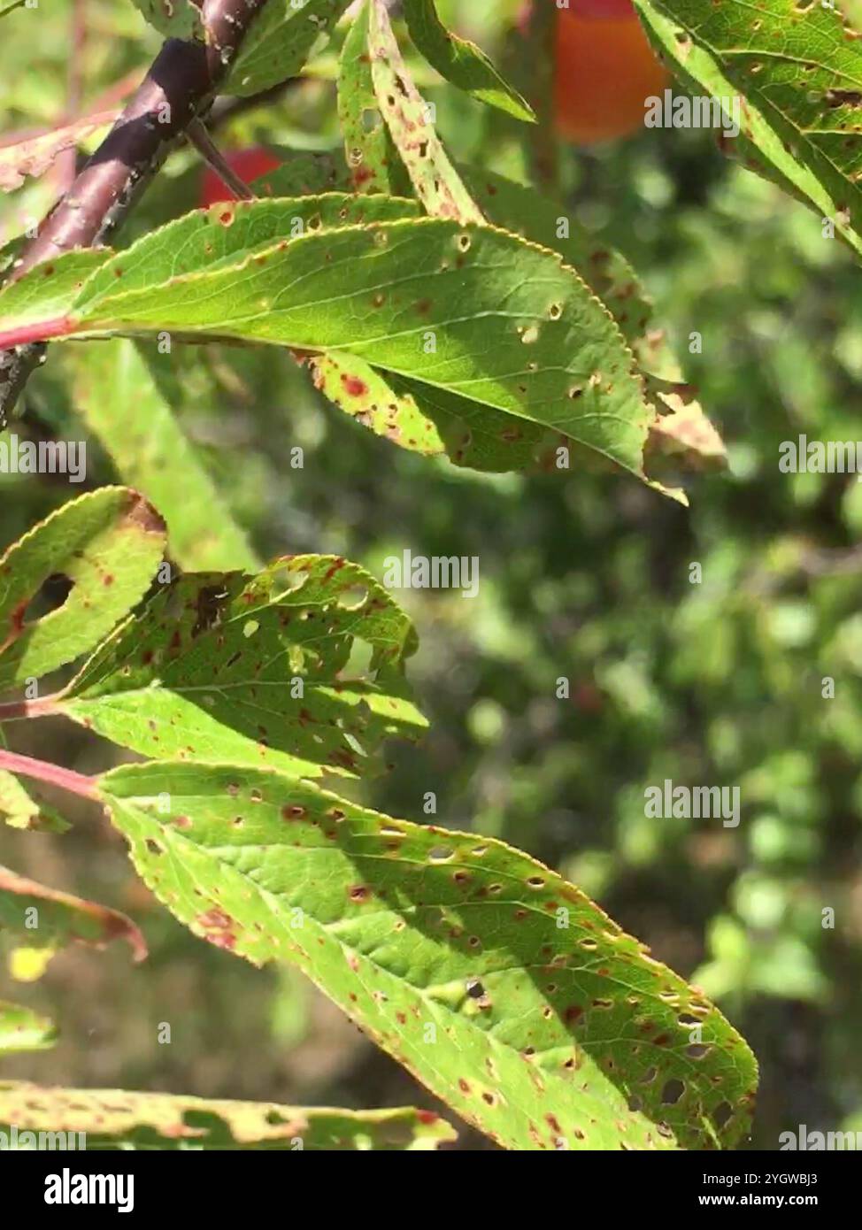 Chickasaw plum (Prunus angustifolia Stock Photo - Alamy