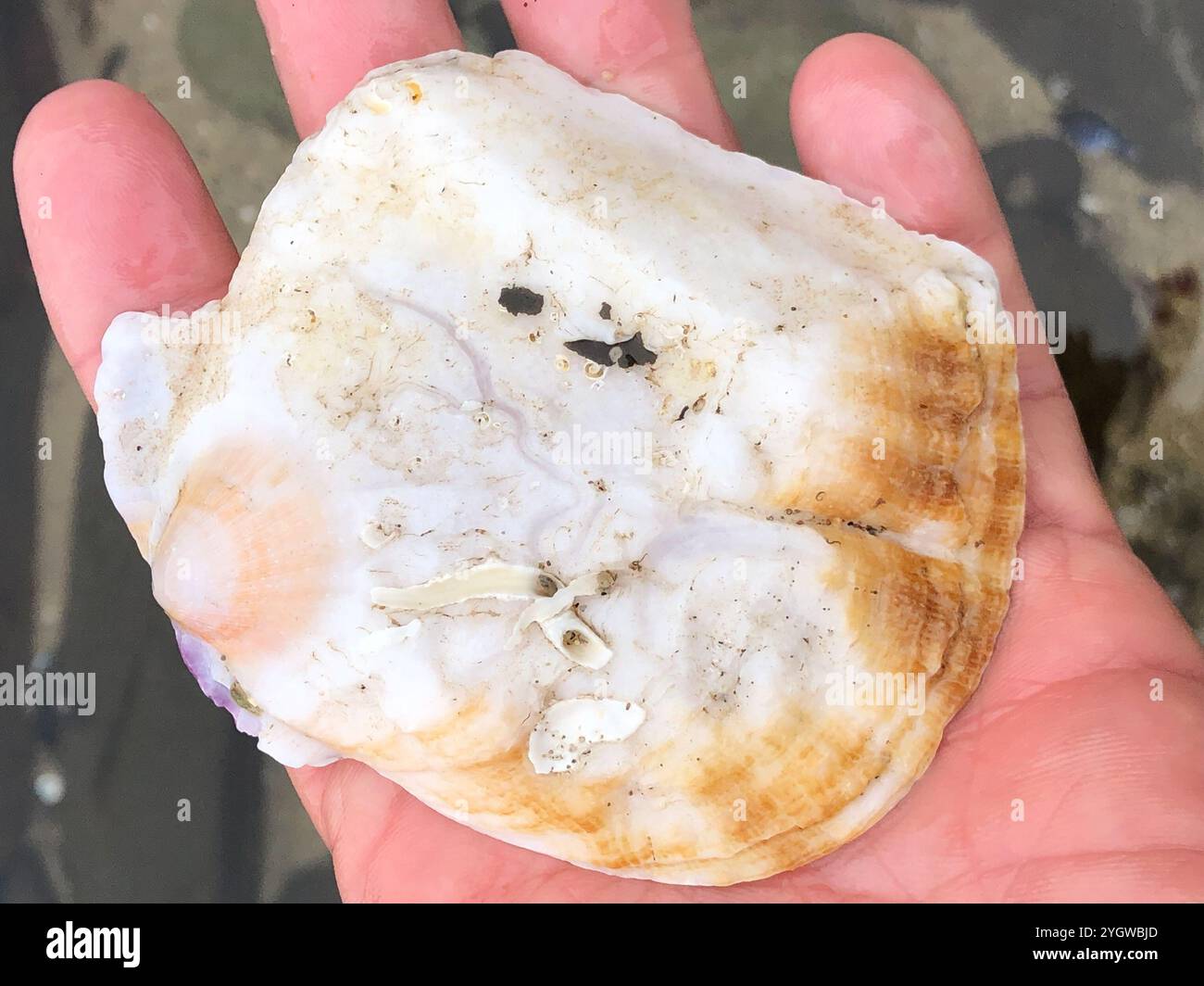 Giant Rock Scallop (Crassadoma gigantea Stock Photo - Alamy