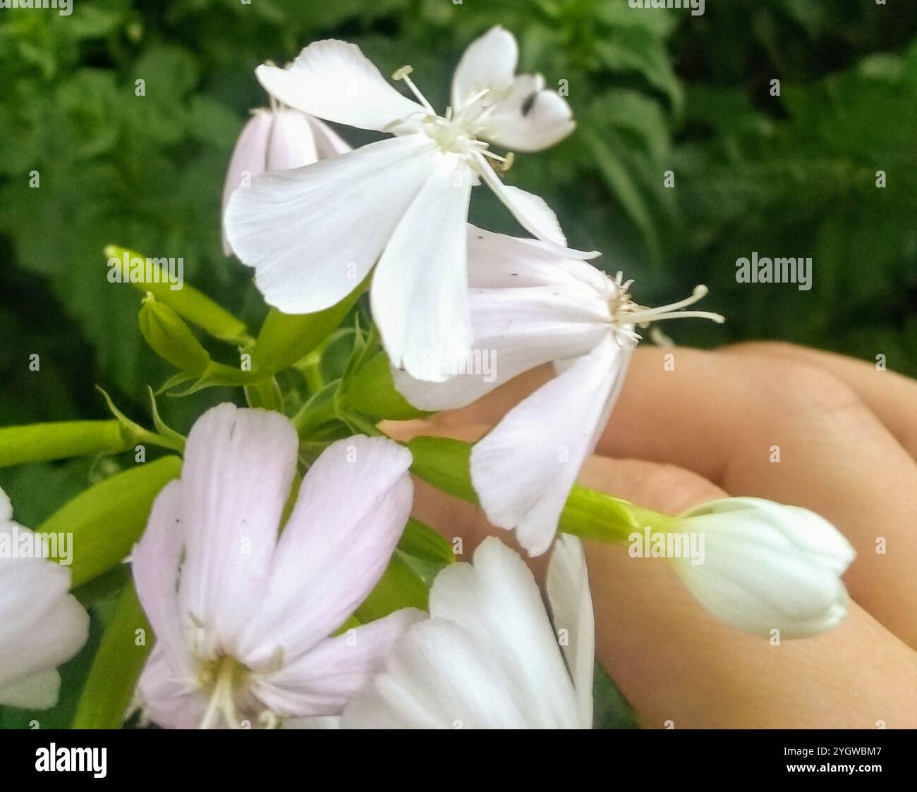 common soapwort (Saponaria officinalis Stock Photo - Alamy