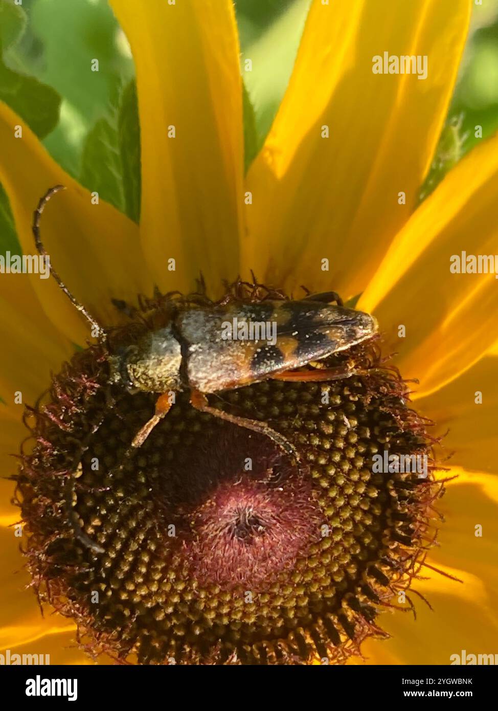 Eight-spotted Flower Longhorn Beetle (Typocerus octonotatus Stock Photo ...