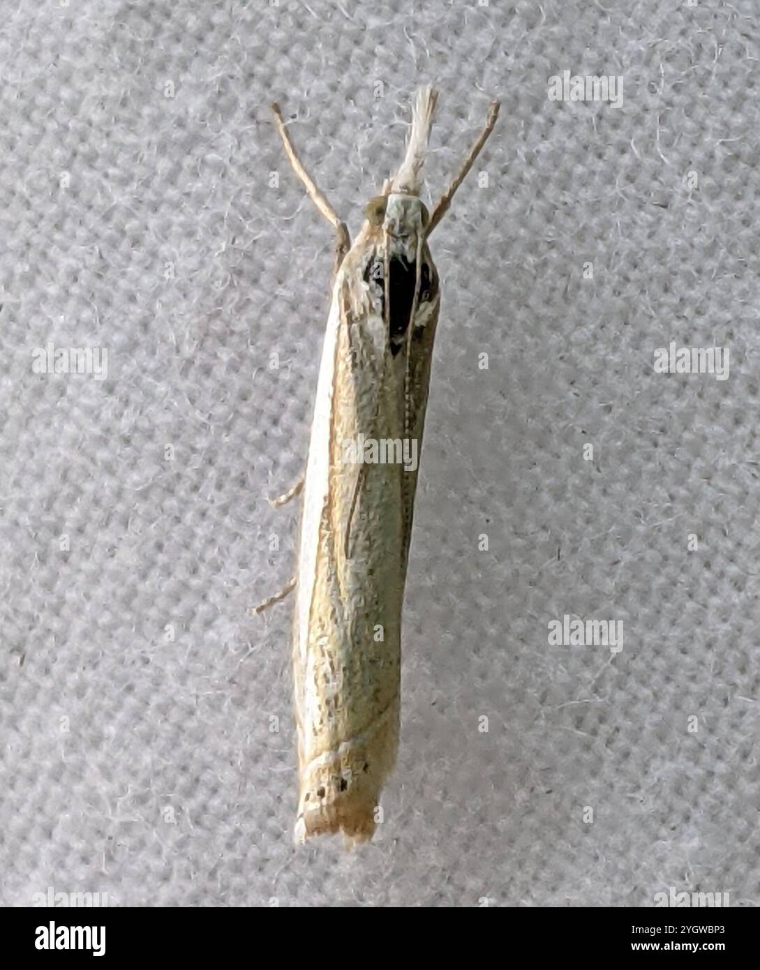 Inlaid Grass-veneer (Crambus pascuella Stock Photo - Alamy