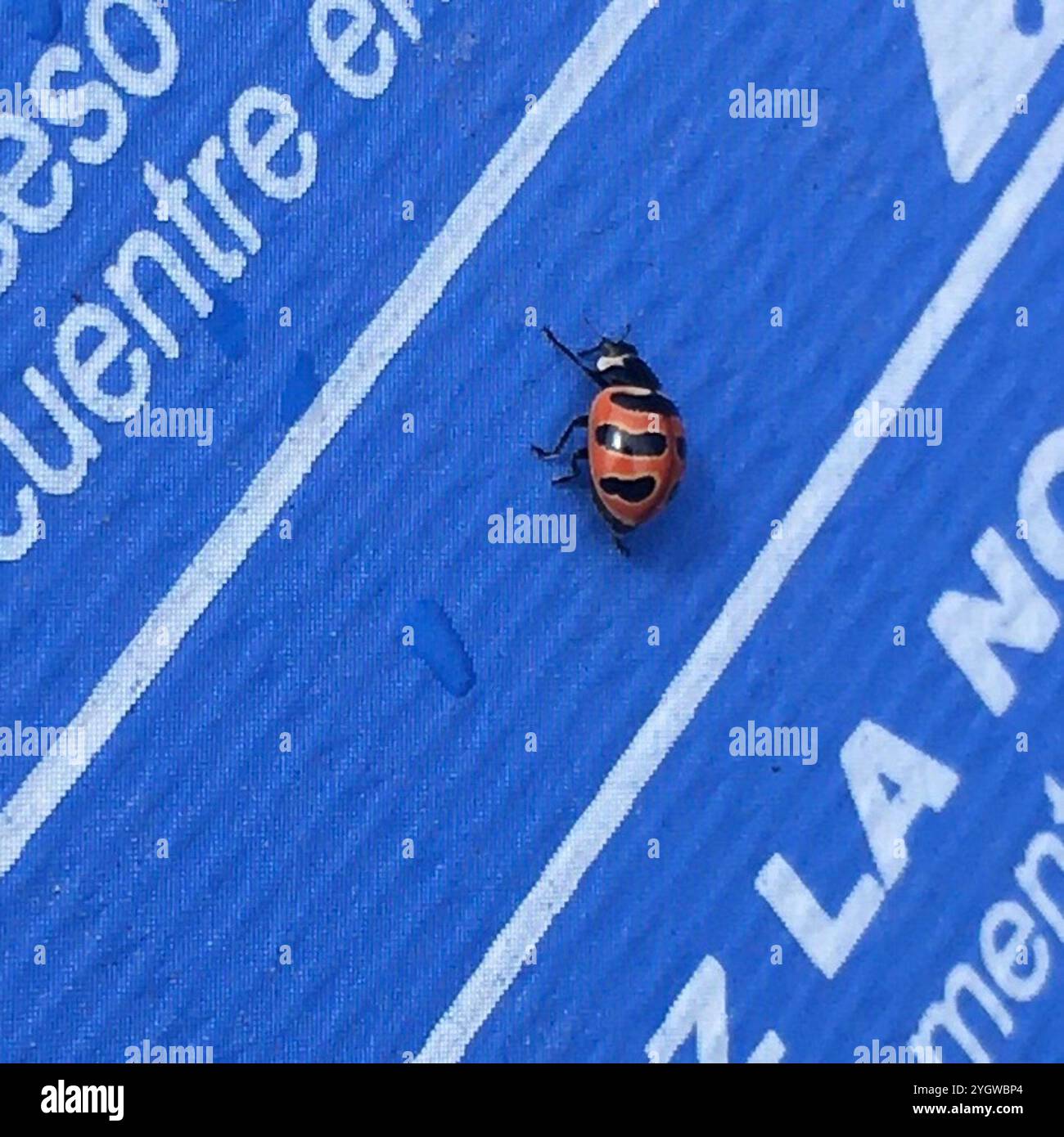 Three-banded Lady Beetle (Coccinella trifasciata Stock Photo - Alamy
