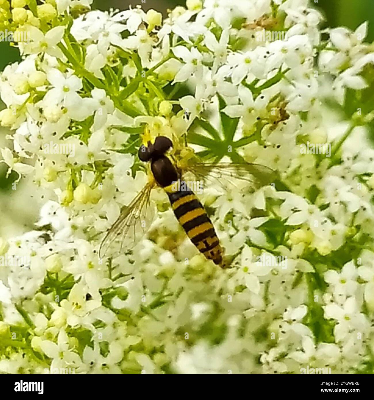 Common Globetail (Sphaerophoria scripta Stock Photo - Alamy