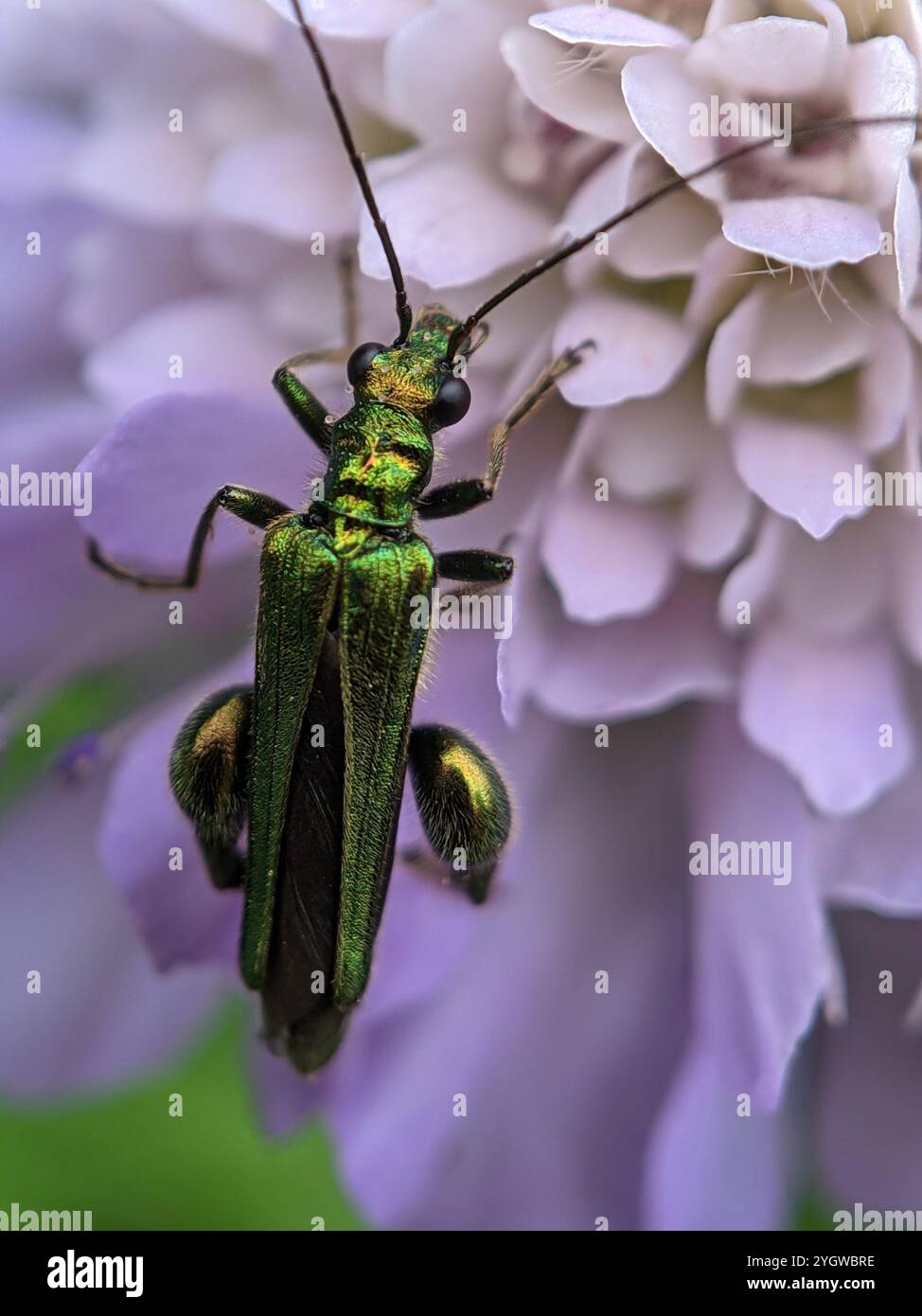 Thick-legged Flower Beetle (Oedemera nobilis Stock Photo - Alamy