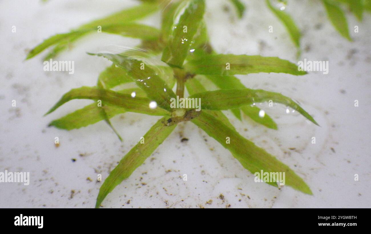 Hydrilla (Hydrilla verticillata Stock Photo - Alamy