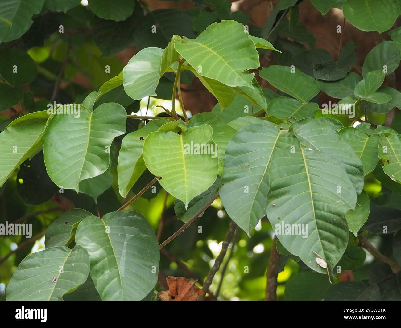Cadamba hi-res stock photography and images - Alamy