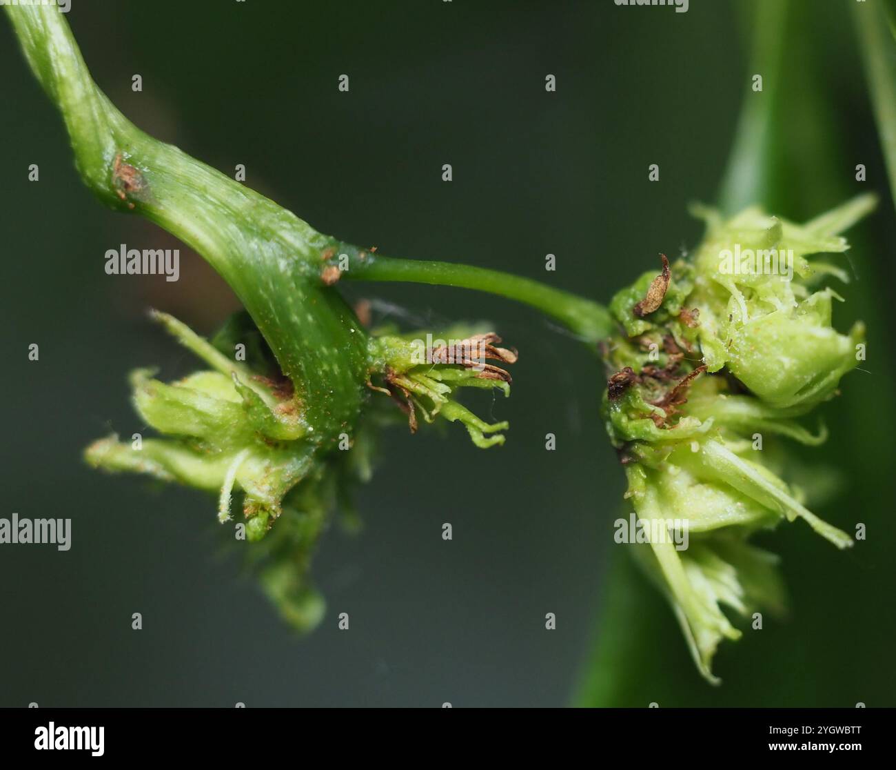 Ash Flower Gall Mite (Aceria fraxiniflora Stock Photo - Alamy