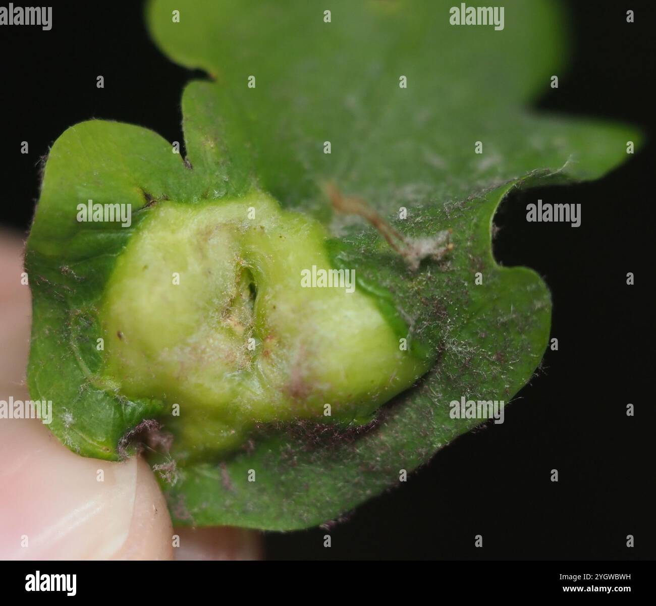 Oak Petiole Gall Wasp (Andricus quercuspetiolicola Stock Photo - Alamy
