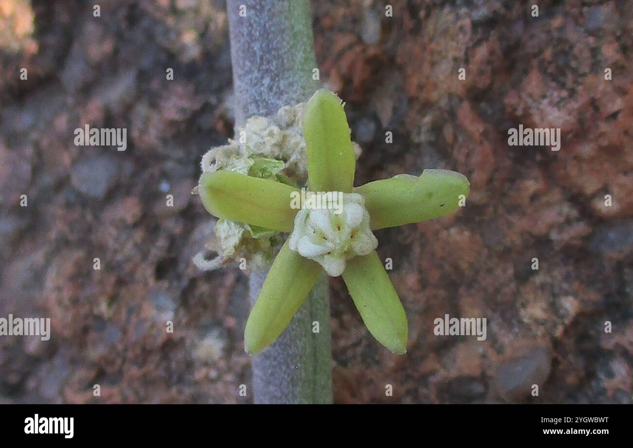 Caustic vine hi-res stock photography and images - Alamy