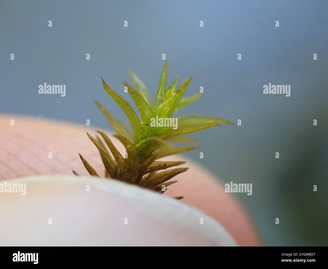 Yellow fringe moss hi-res stock photography and images - Alamy
