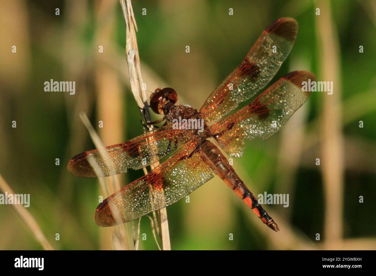 Painted Skimmer (Libellula semifasciata Stock Photo - Alamy