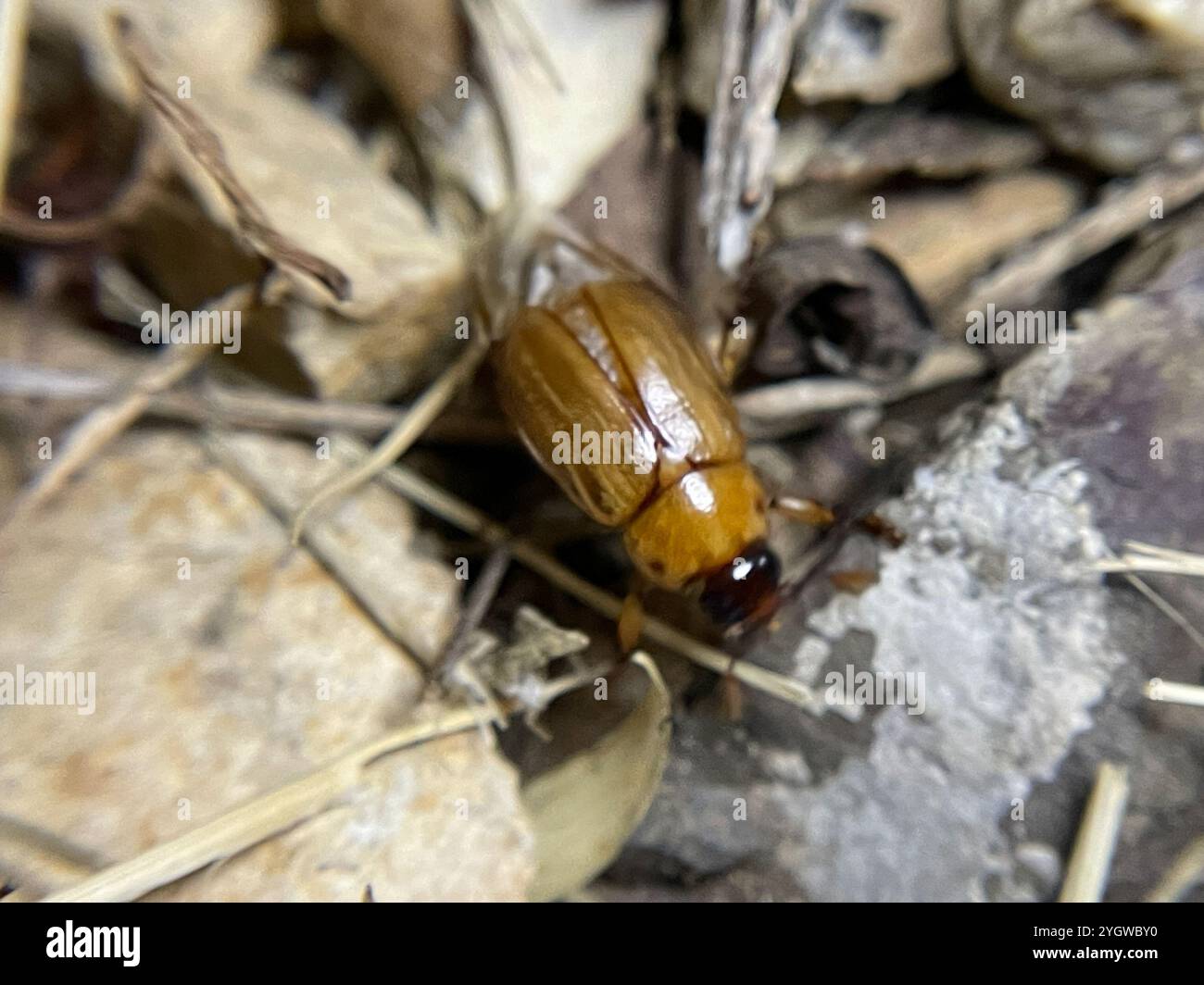 Southern Masked Chafer (Cyclocephala lurida Stock Photo - Alamy