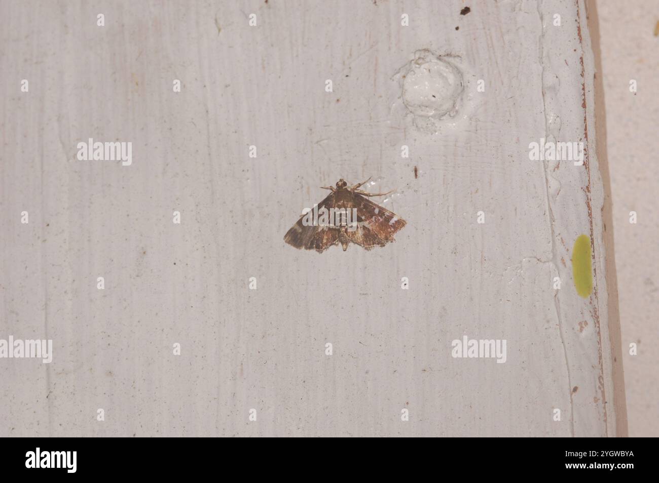 Spotted Beet Webworm Moth (Hymenia perspectalis Stock Photo - Alamy