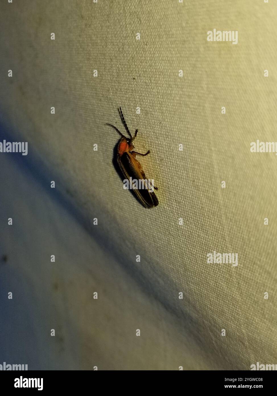 Common Eastern Firefly (Photinus pyralis Stock Photo - Alamy